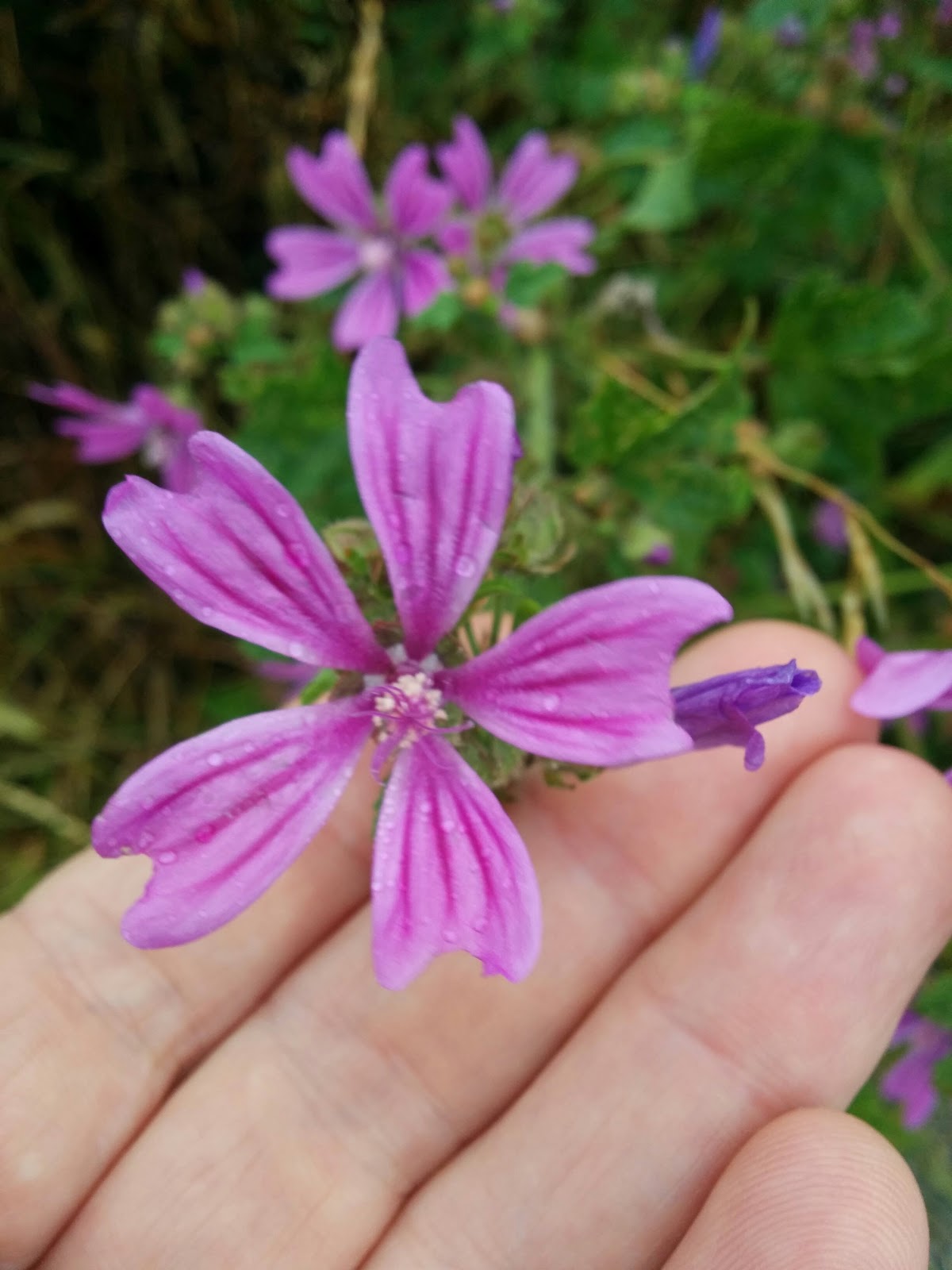 Wild Life: Common Mallow