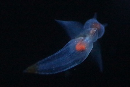 Japan of hope and safety 原子力緊急事態宣言: Biological monitoring in Tokyo ...