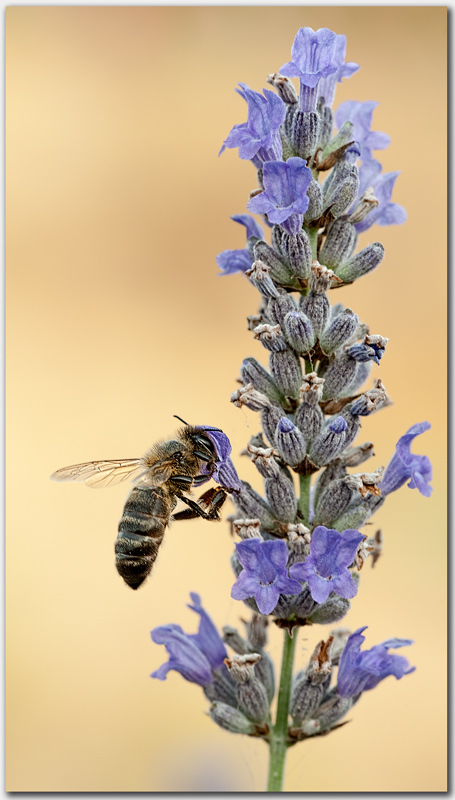 Miggrado: Abejas entre la lavanda.