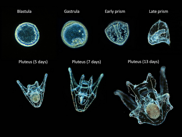 Star of the East: Sea Urchin Facts Vol. 3