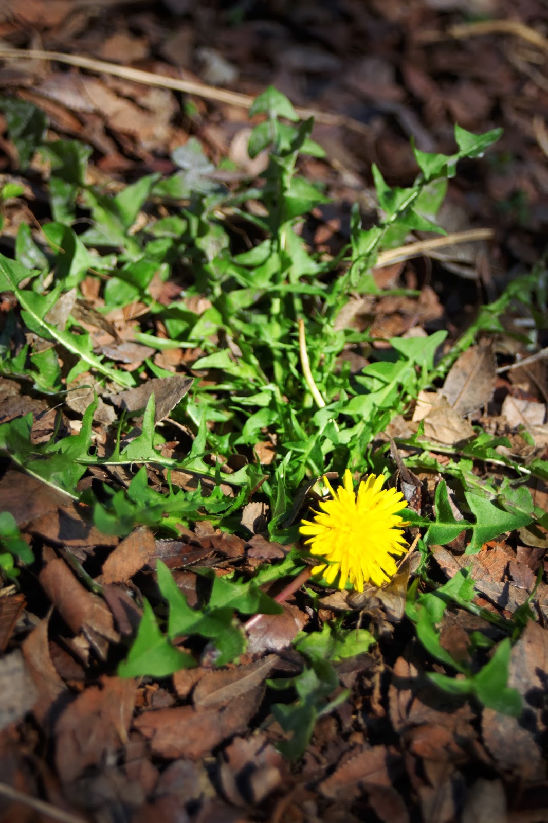 Wild Edible Texas: Dandelion Greens