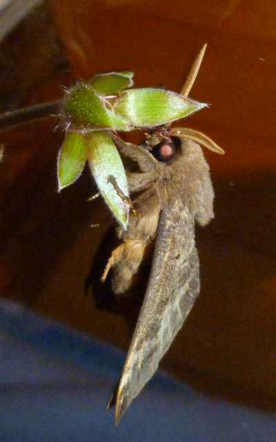 Moths raining rats and dogs