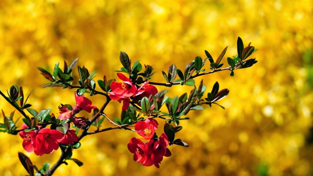 10 Gambar Bunga Cantik dan Indah Warna Warni | Gambar Top 10