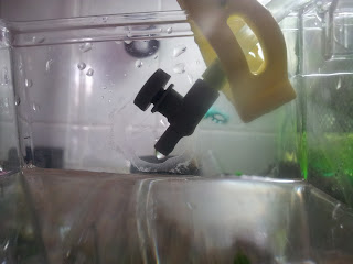 Crusty Red Shrimps: Drip Method for Acclimatization