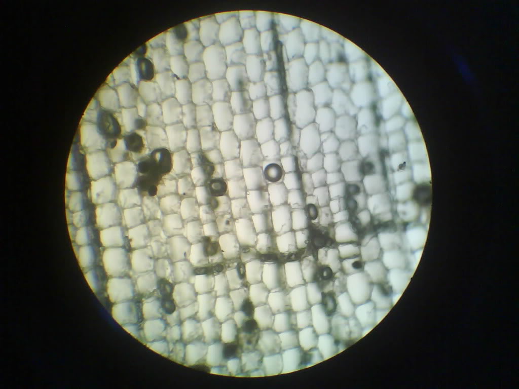 Laporan Praktikum Biologi : Mengamati Sel Gabus Tumbuhan