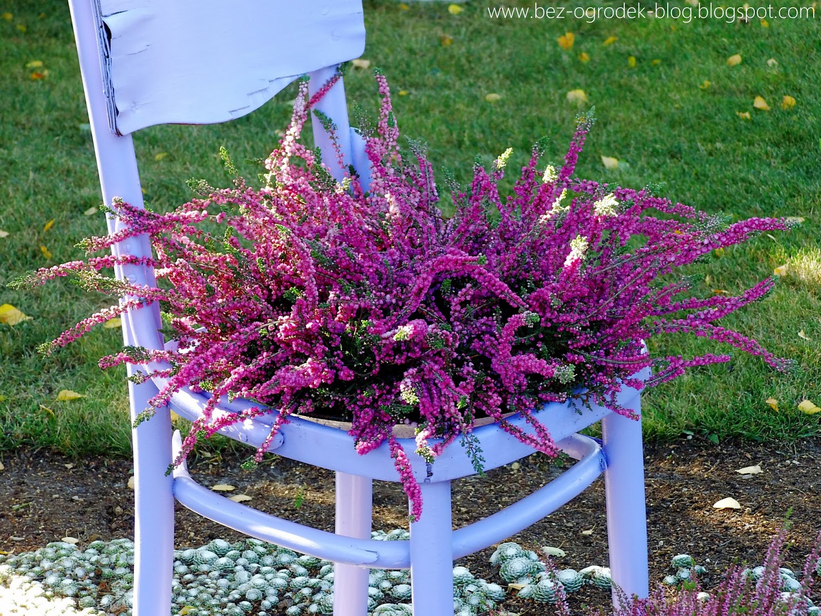 Jak mieć ładne wrzosy na balkonie? | BEZ-OGRÓDEK | blog ogrodniczy