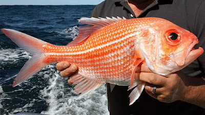 Red Snapper Fish Taste - Red Snapper Fish, Red Snapper Fish Wholesale ...