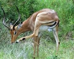 Dinatla Game Breeding: Te Koop: Swart Rooibok Ram