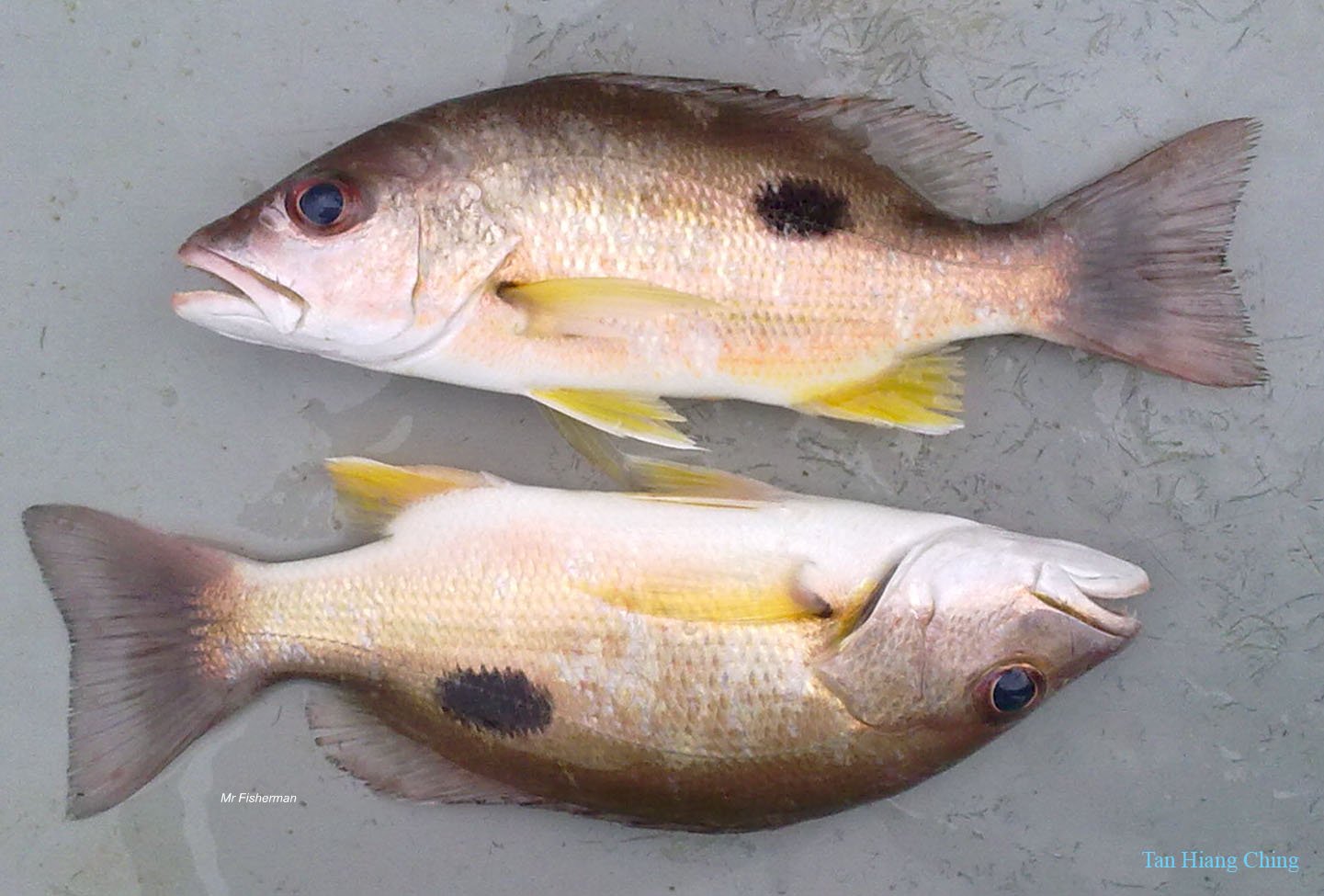 Fish and Fishing in Tanjung Leman: Rough Sea This Week - Nock-ten