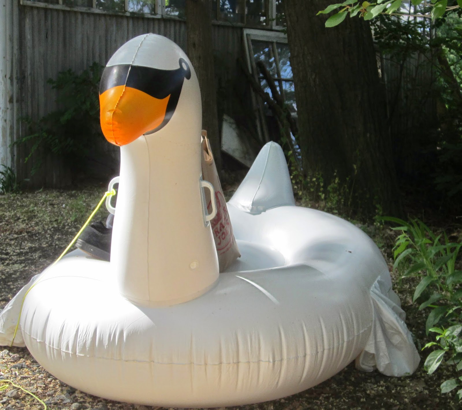 Dreams du Dog: World's biggest swan spotted at Morses Pond