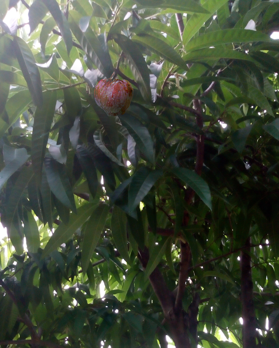 Anonas Fruit | Ace Tech Insights