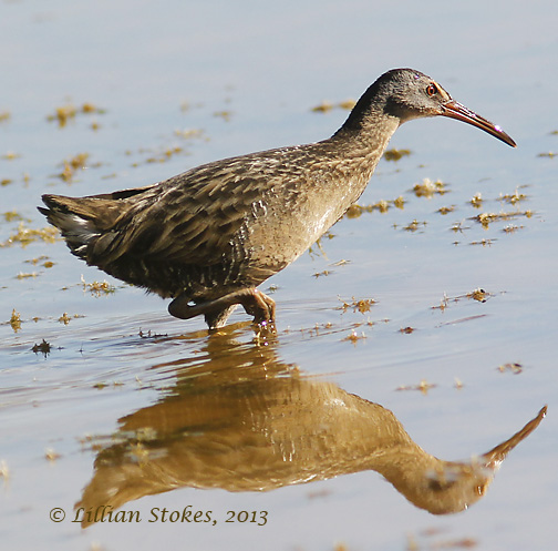STOKES BIRDING BLOG: January 2013