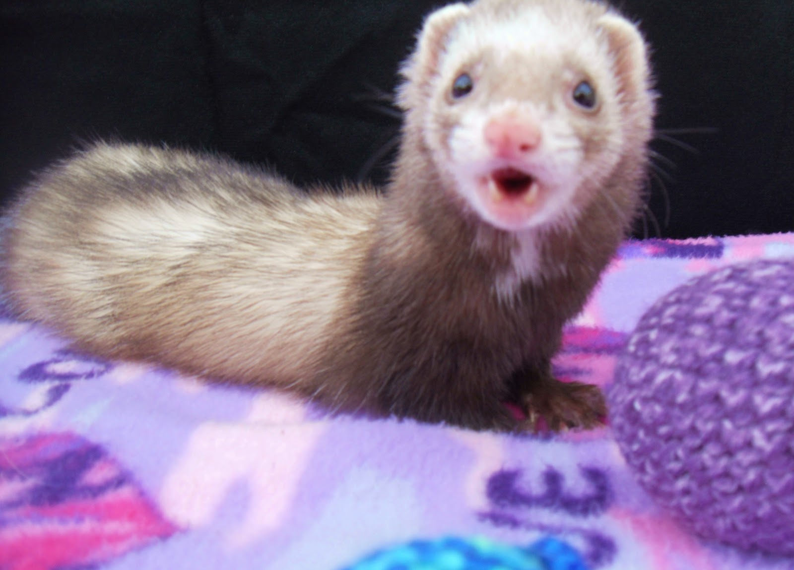 Healing Hearts Ferret Rescue