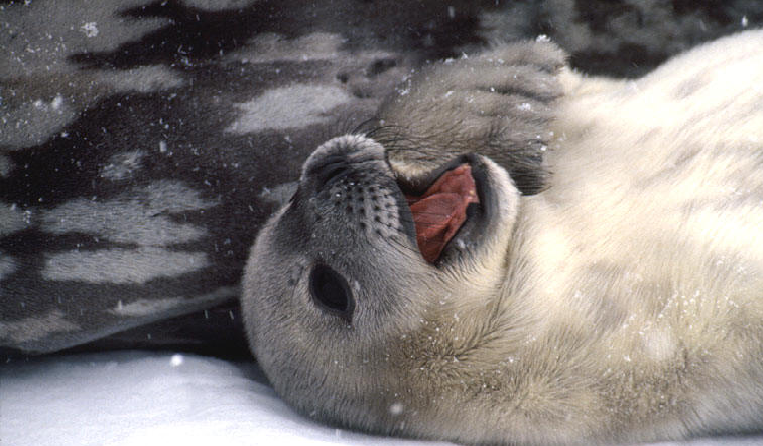 Amazing facts About Seal - Ask My Brain - Get More Knowlege