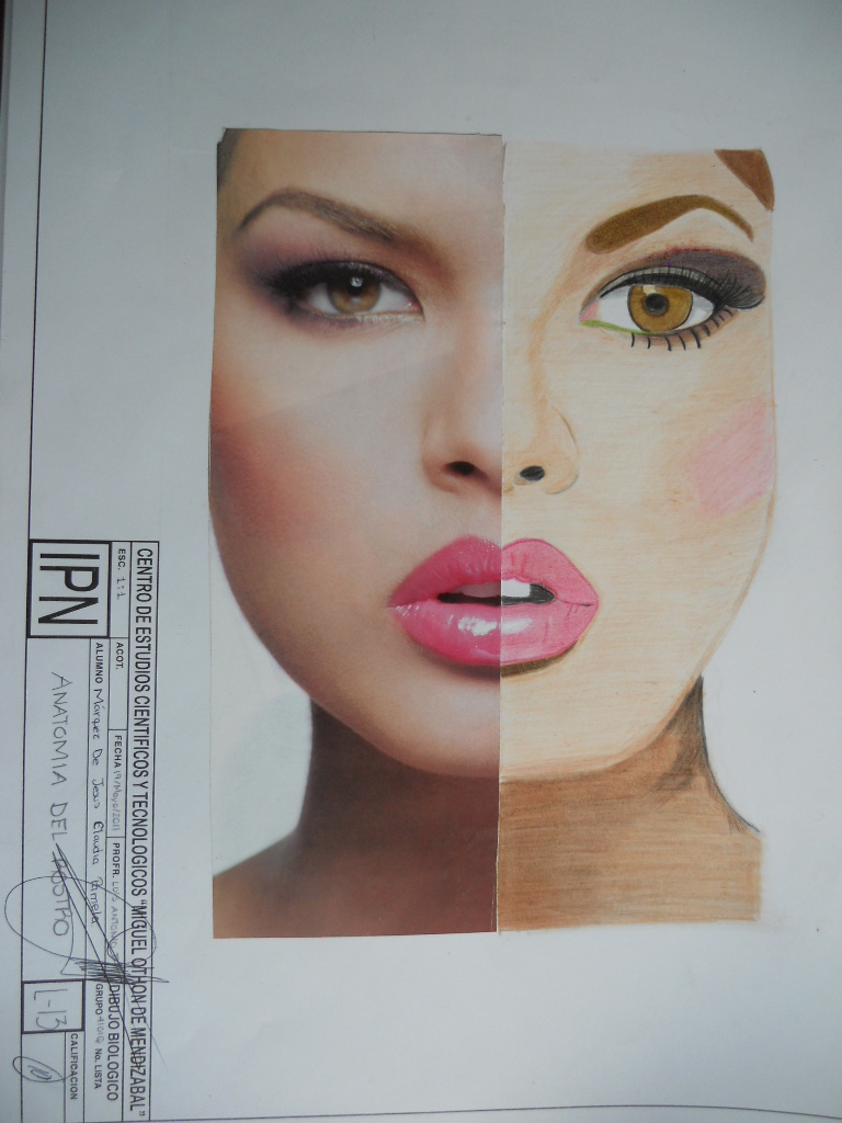 Dibujo Biológico: ANATOMÍA DEL ROSTRO