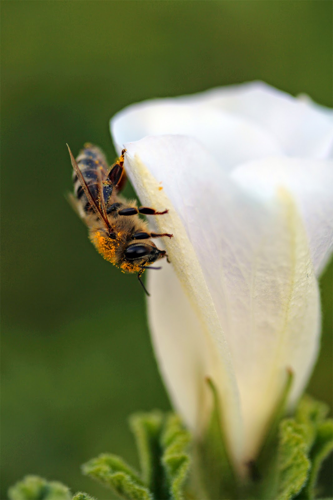 The Odd Sock: Walk report, mega-extravaganza!