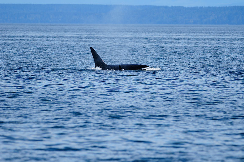 Campbell River Whale Watching and Adventure Tours: WHAT WONDERFUL PHOTO ...