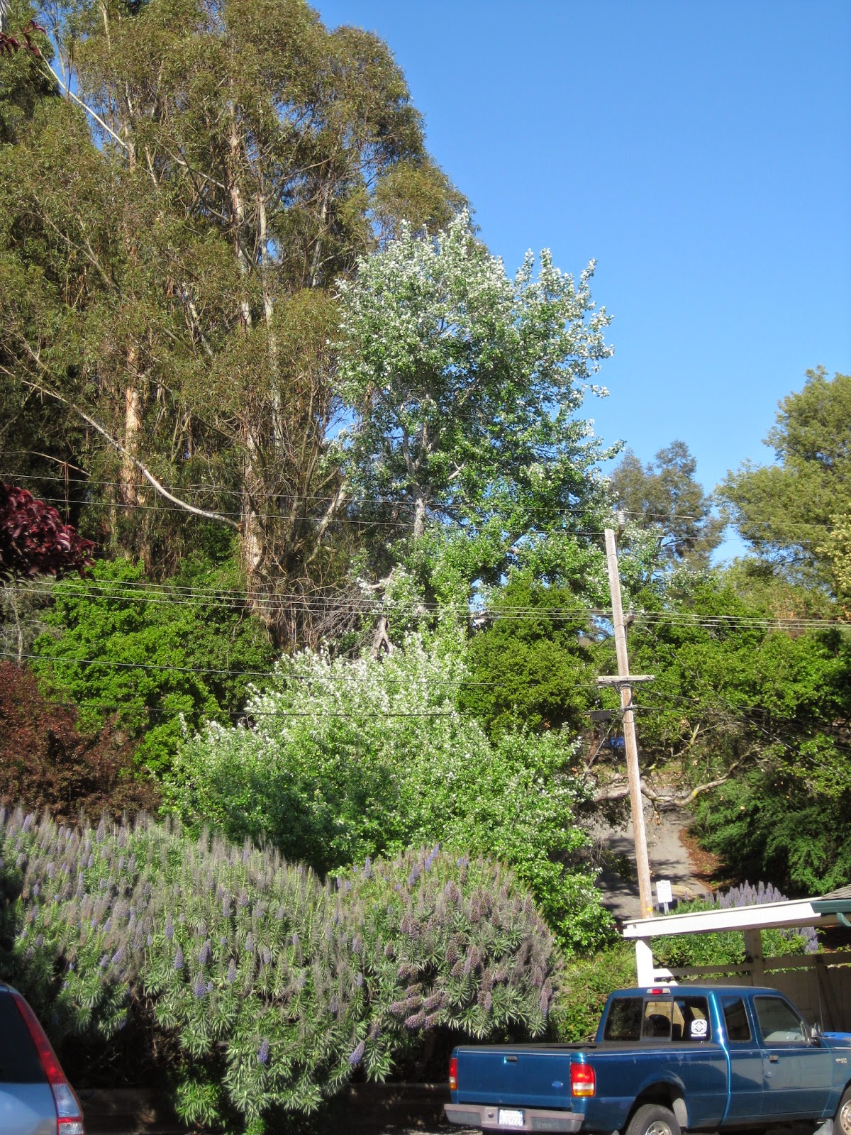 Trees of Santa Cruz County: Populus alba - White Poplar