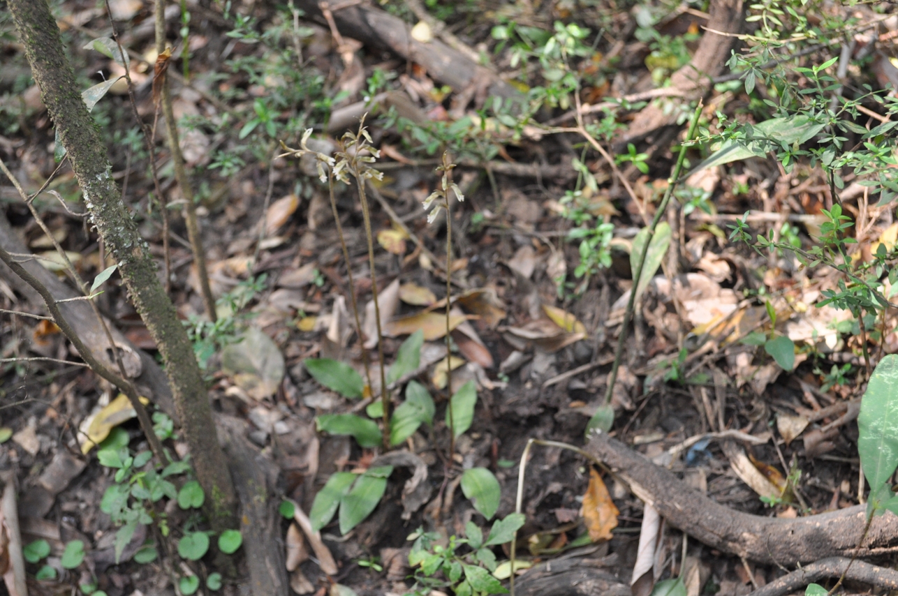 FLORA DE MISIONES Argentina: ORCHIDACEAE