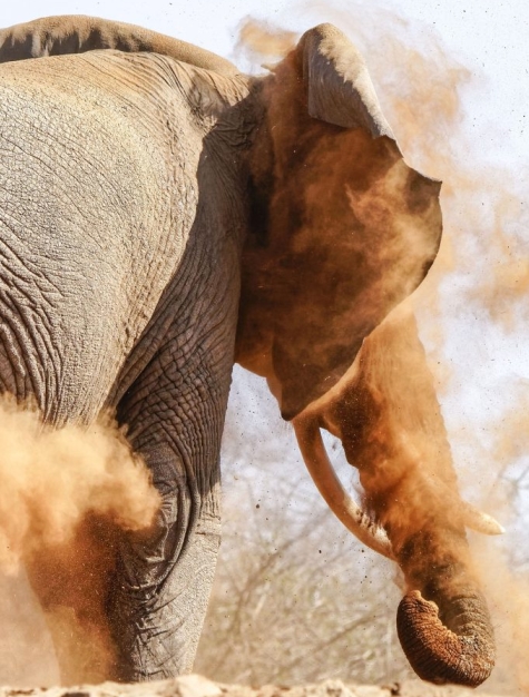 White Wolf : Clumsy elephant ends up with a face full of sand during ...