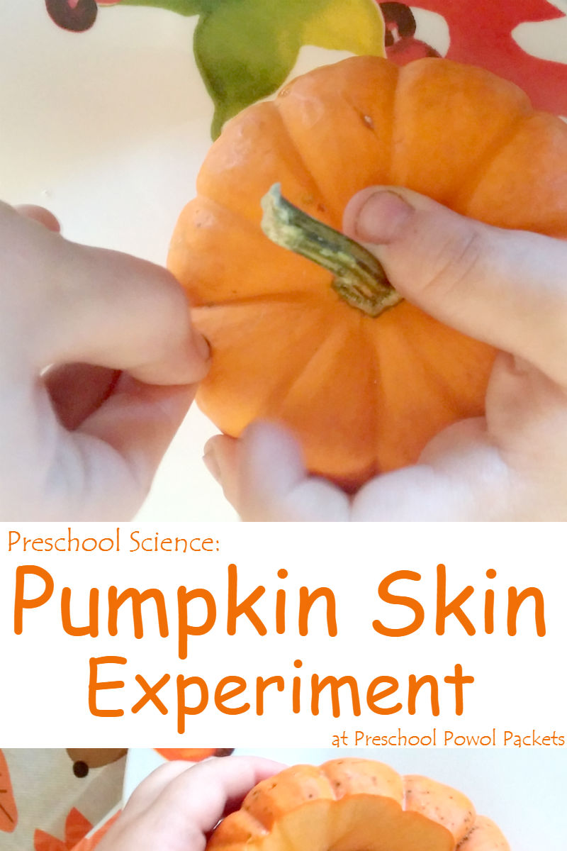 Preschool Pumpkin Skin Experiment ~ Preschool Science | Preschool Powol ...