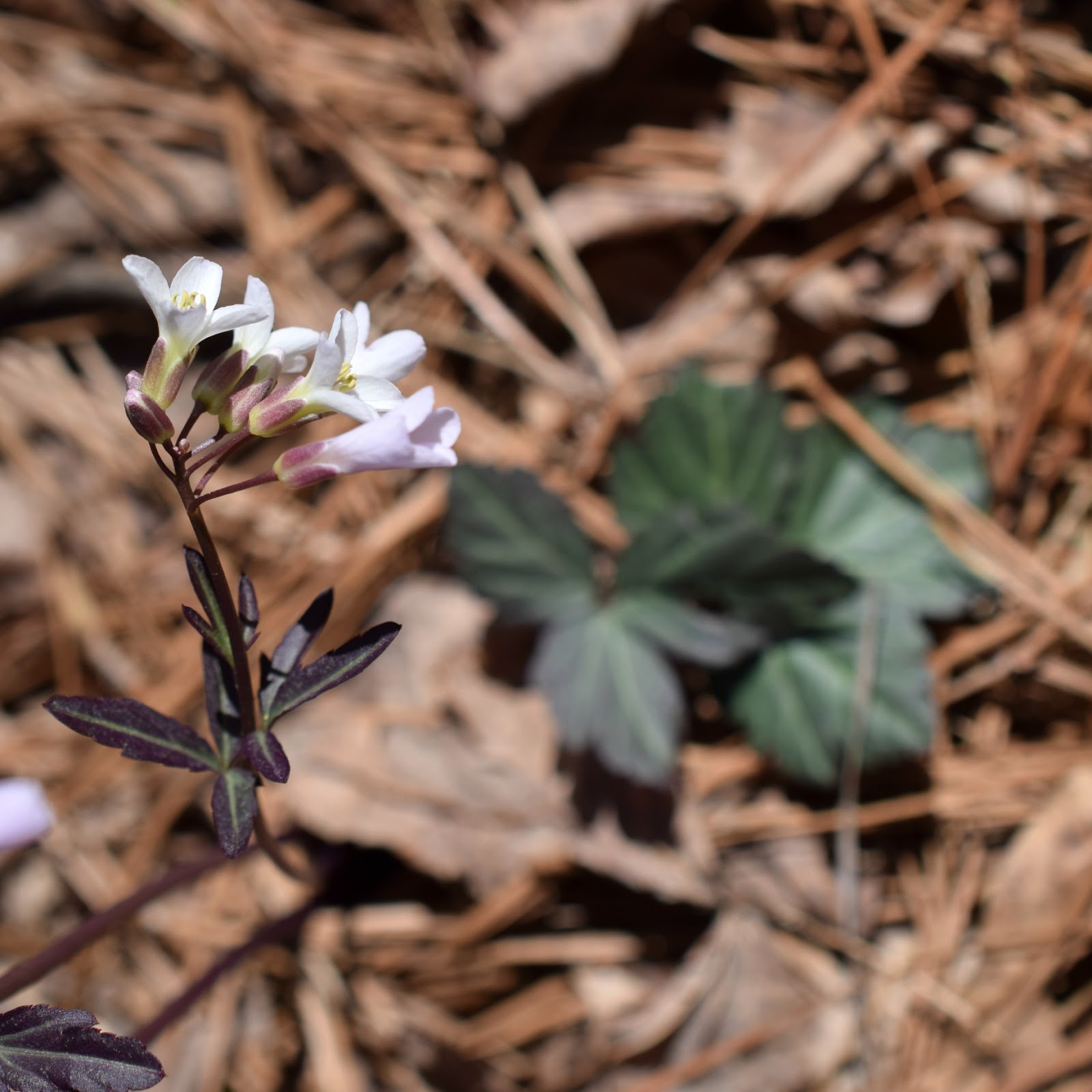 Using Georgia Native Plants: March 2019