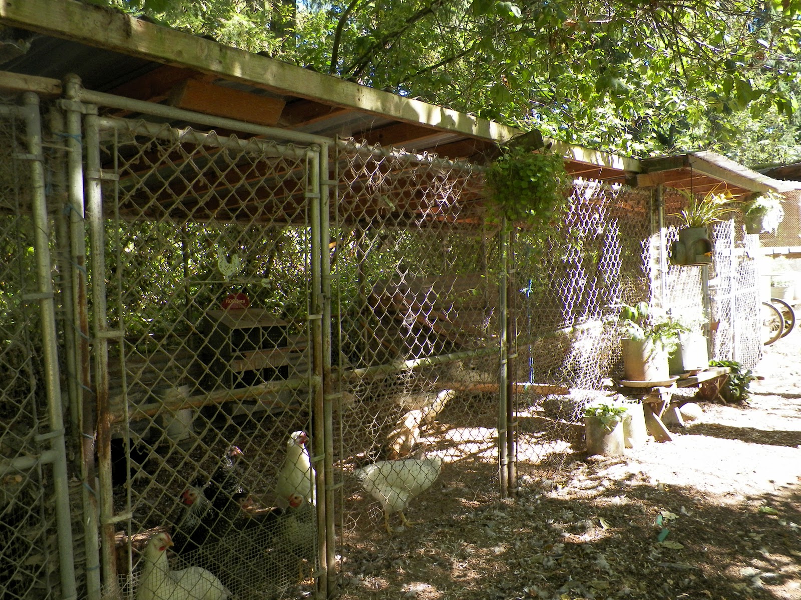 Just Chickens...: Cheap & Easy Poultry Pens & Nest Boxes