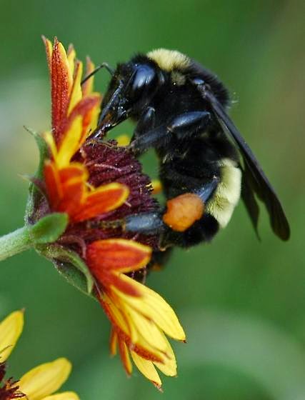 Humler og humlevennlige planter i Tromsø. ~ Villa Fredhaug