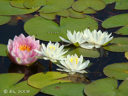 Natura in culorile florilor si fluturilor: Nuferi