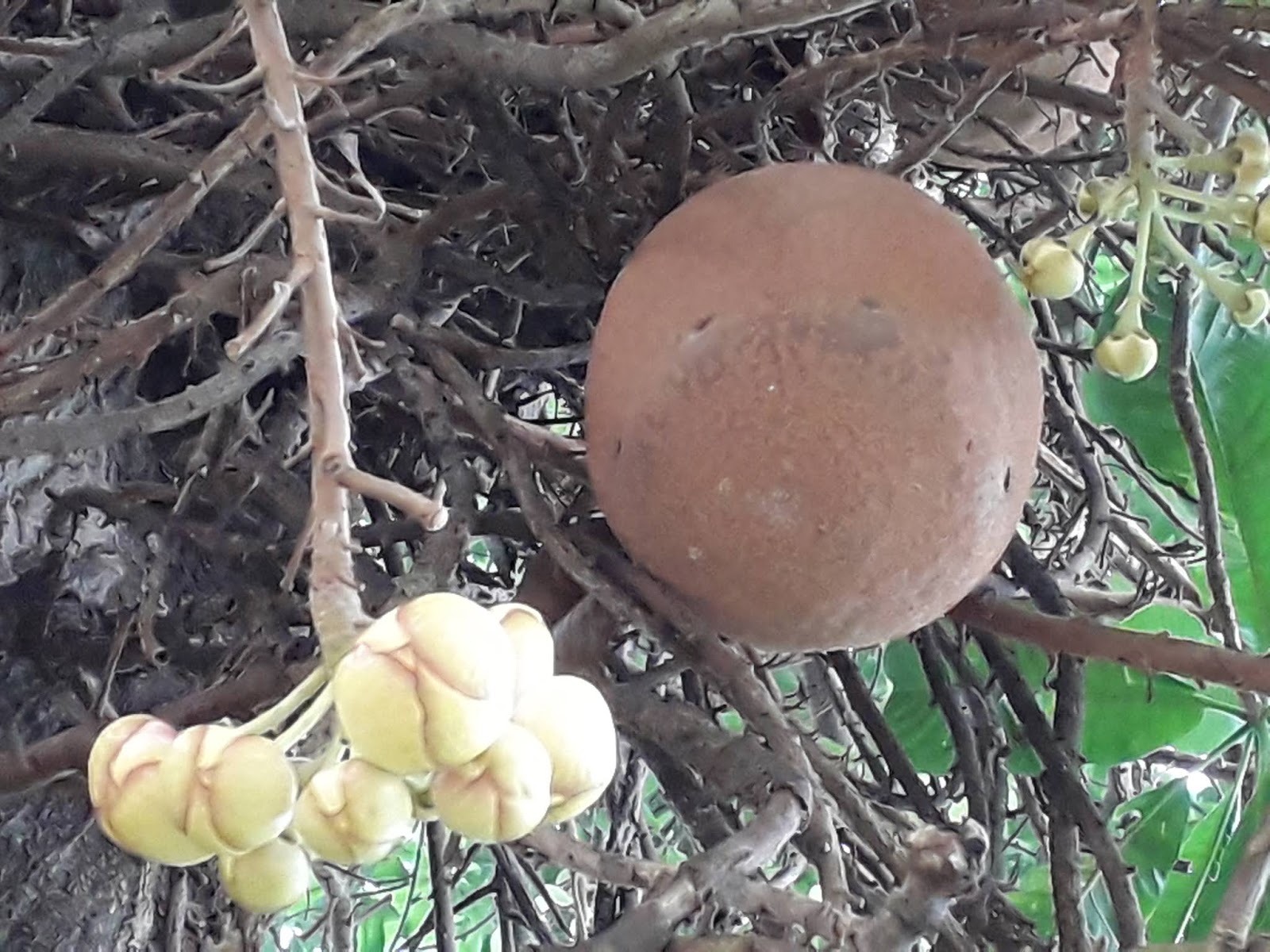 Nagalingam (Cannonball Tree) - GOOD LIFE