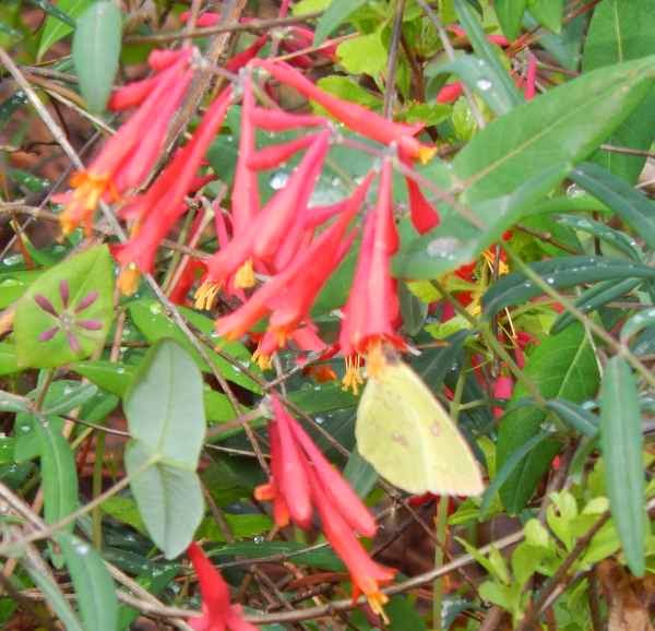 Gardens-In-The-Sand: April flowerz