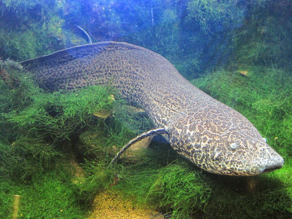 Pez pulmonado (Dipnoi)