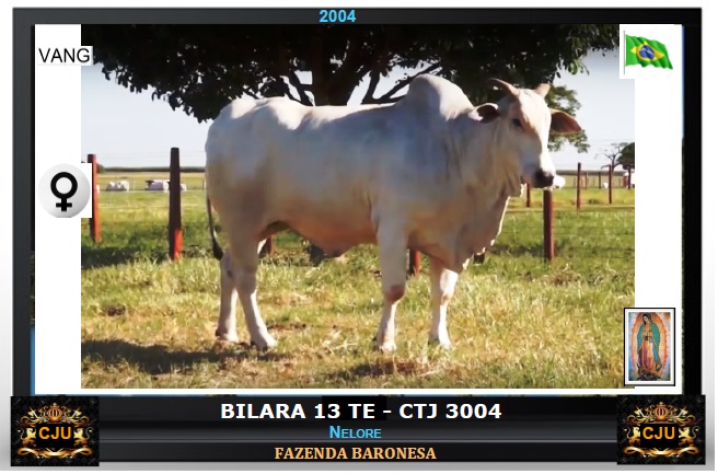 CEBÚ ♥ ♥ ♥ ZEBÚ♔♕♖♗♘ LA PASIÓN POR EL #CEBÚ #ZEBU: BILARA 13 TE - CTJ ...
