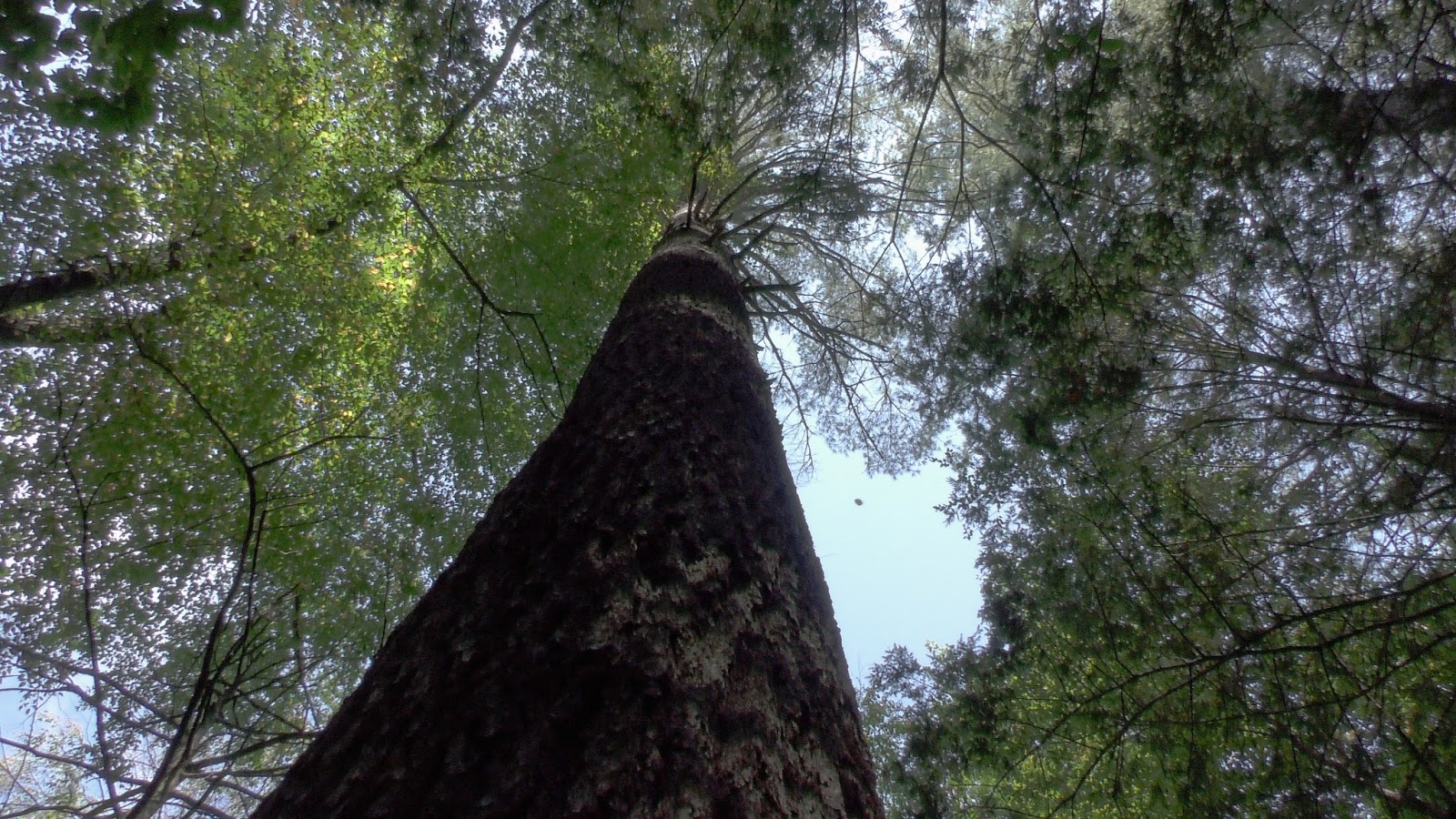 New England Forests: 2017