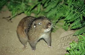 Bio227-5: They are not gophers, they are endangered species!