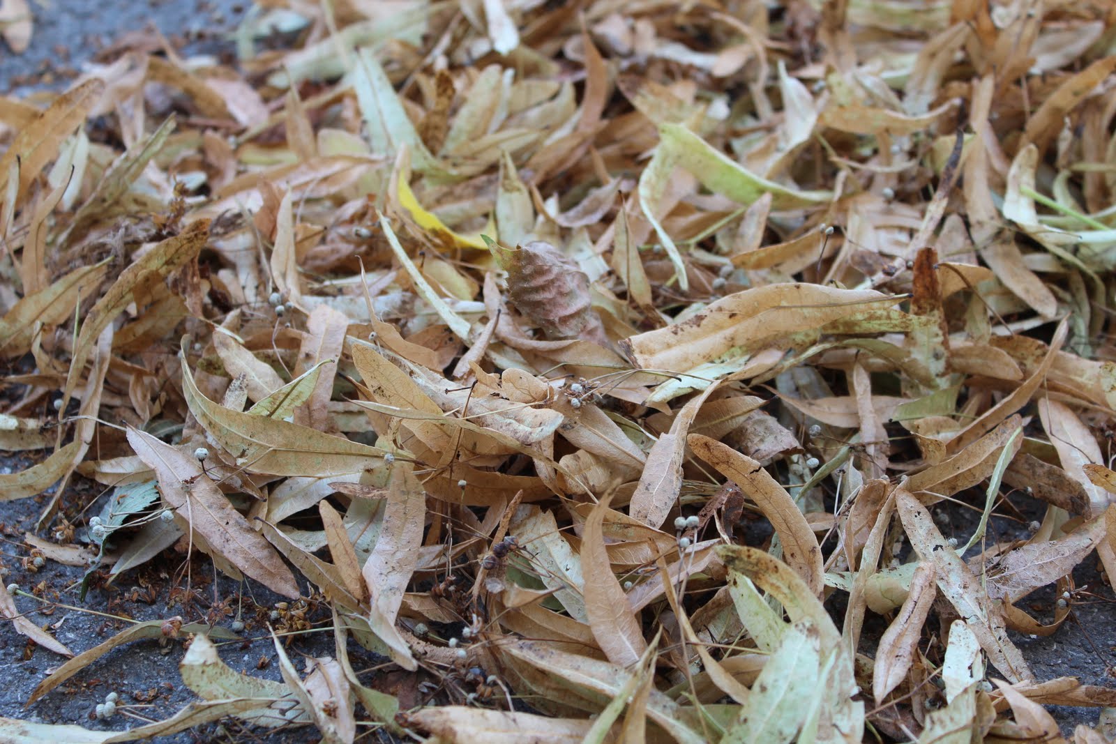 Maya Raicu - O postare pe zi!: Copilarie cu parfum de tei