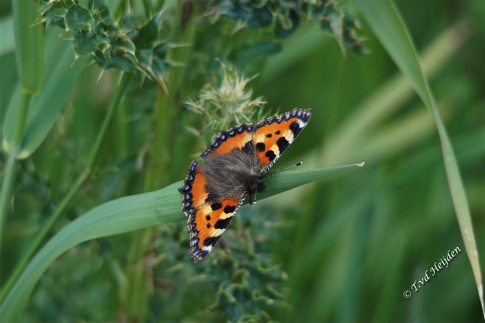 Theo’s Natuur Momenten: DE INSECTEN VAN HET KEMPEN~BROEK