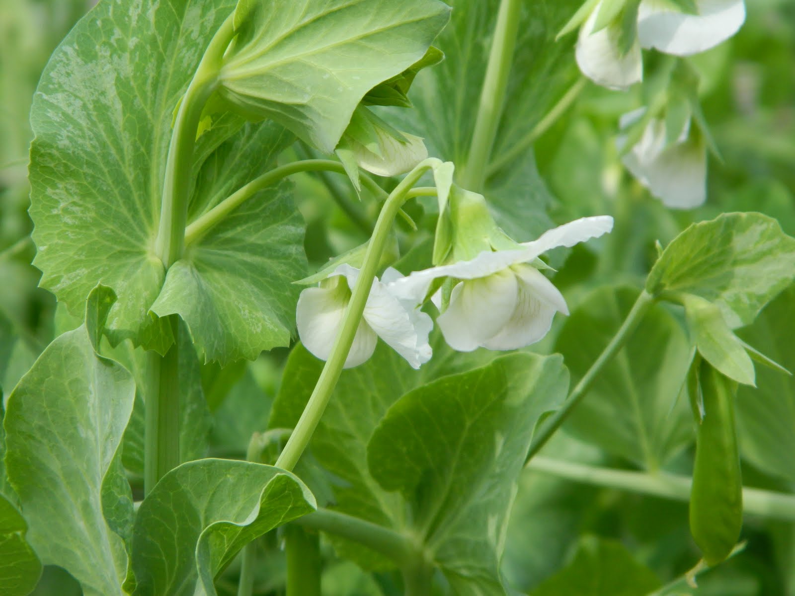 Damonsbunch, Family Style: The evolution of a bean