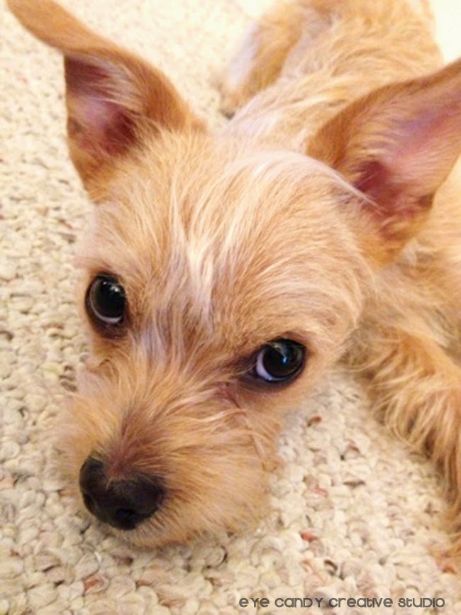 Eye Candy Creative Studio: CHILI UPDATE + a Purina One Challenge