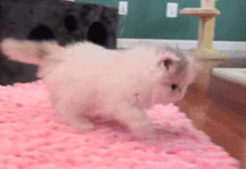 Gifs de Gatos: Gif Toca aqui gatinho