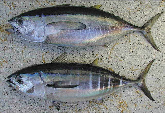 Ini Dia 40 Jenis Ikan Konsumsi Air Tawar Beserta Gambarnya