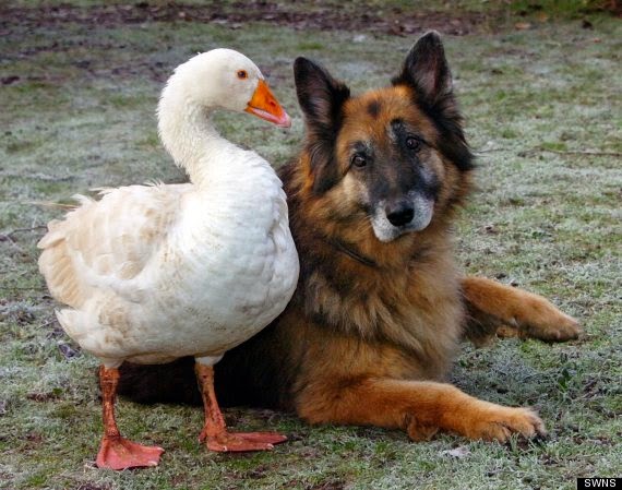 White Wolf : Goose's Gentle Touch Turns Aggressive German Shepherd Into ...