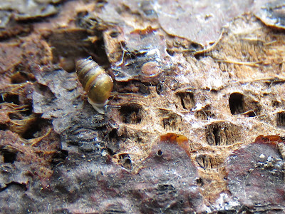 BugBlog: A snail safari