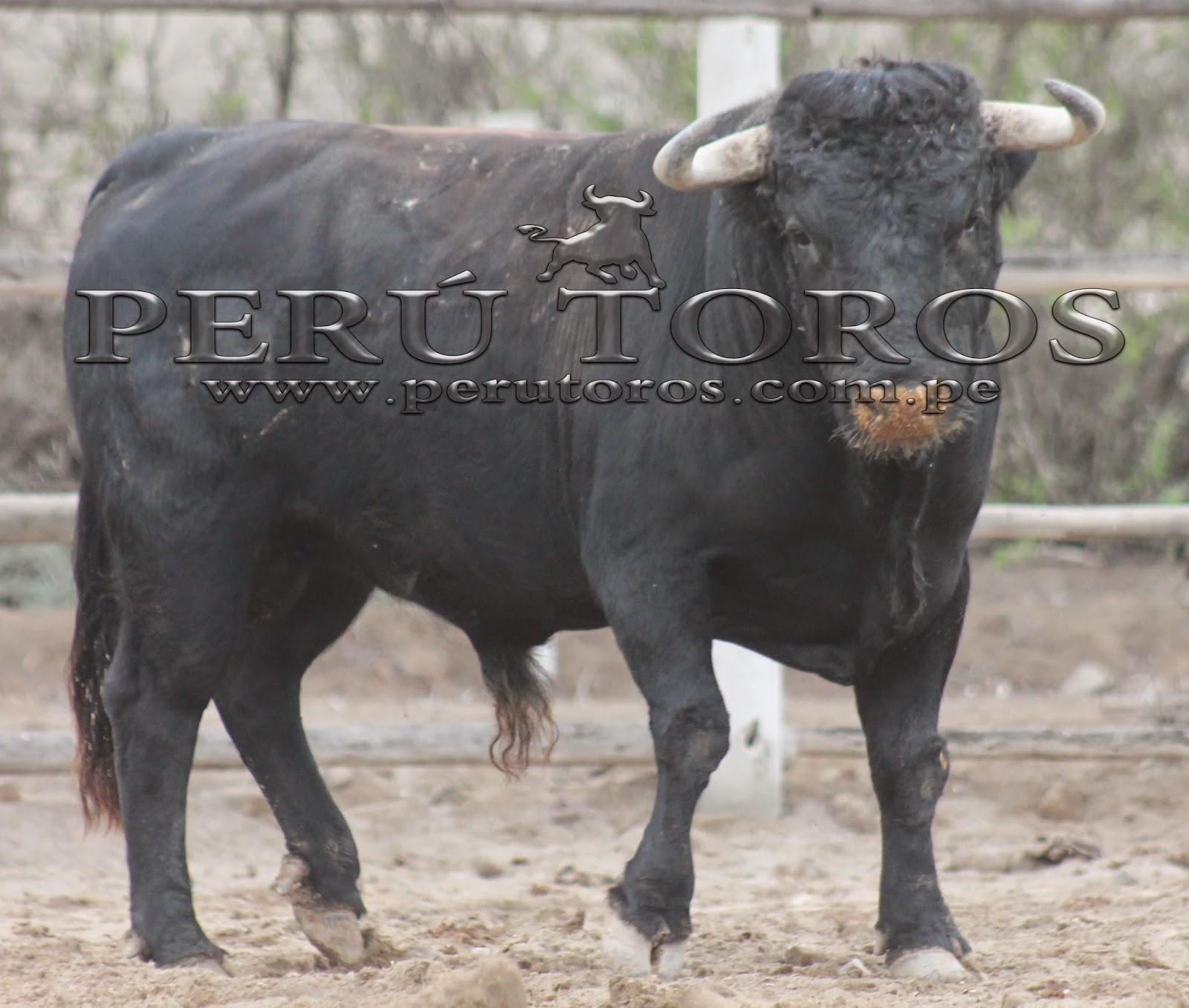 PERÚ TOROS: VUELVE EL TORO TORO A SANTA CRUZ