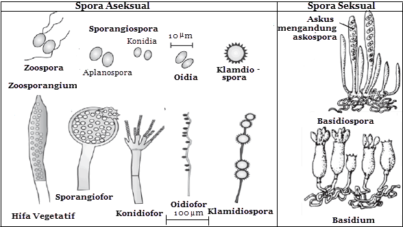 BIOLOGÍA II UVL 2017