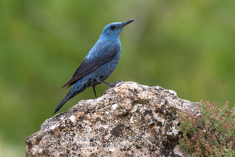 Fotografia de Vida Salvaje - Wildlife Photography: EL PÁJARO AZUL