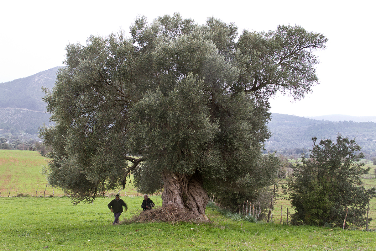 Antiguos OLIVOS del Mediterráneo : TURKEY. Western ANATOLIA, AEGEAN ...