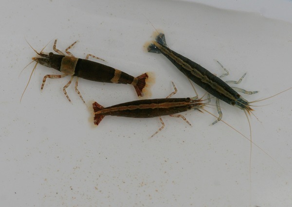 Fächergarnelen: Fächergarnelen Hotspot Guadeloupe