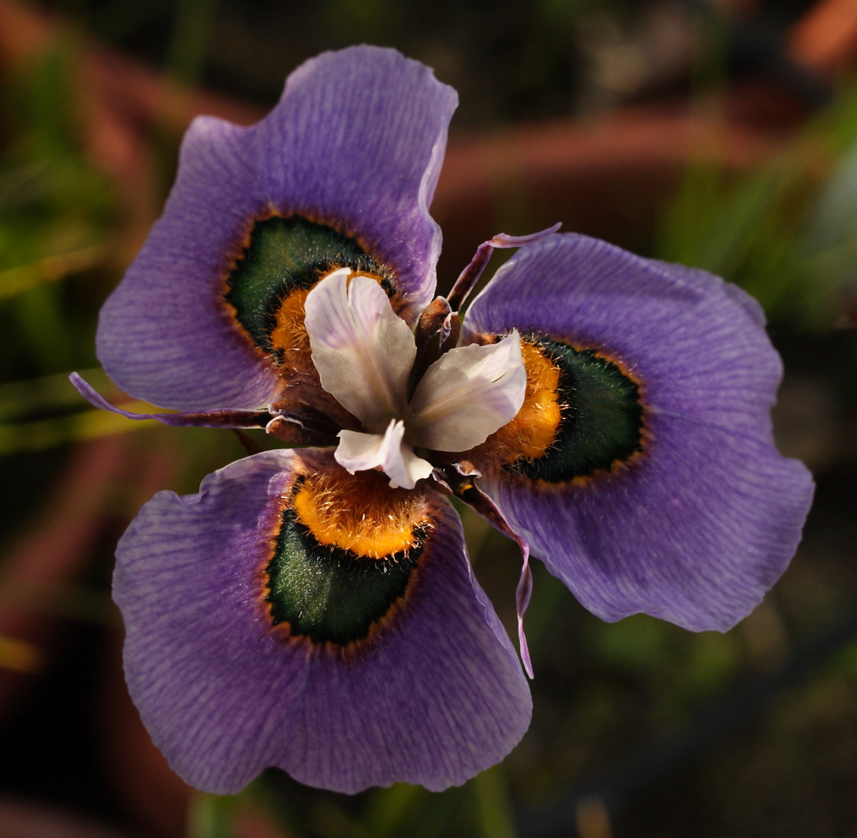 Growing Cool Plants: Moraea MM 14-21