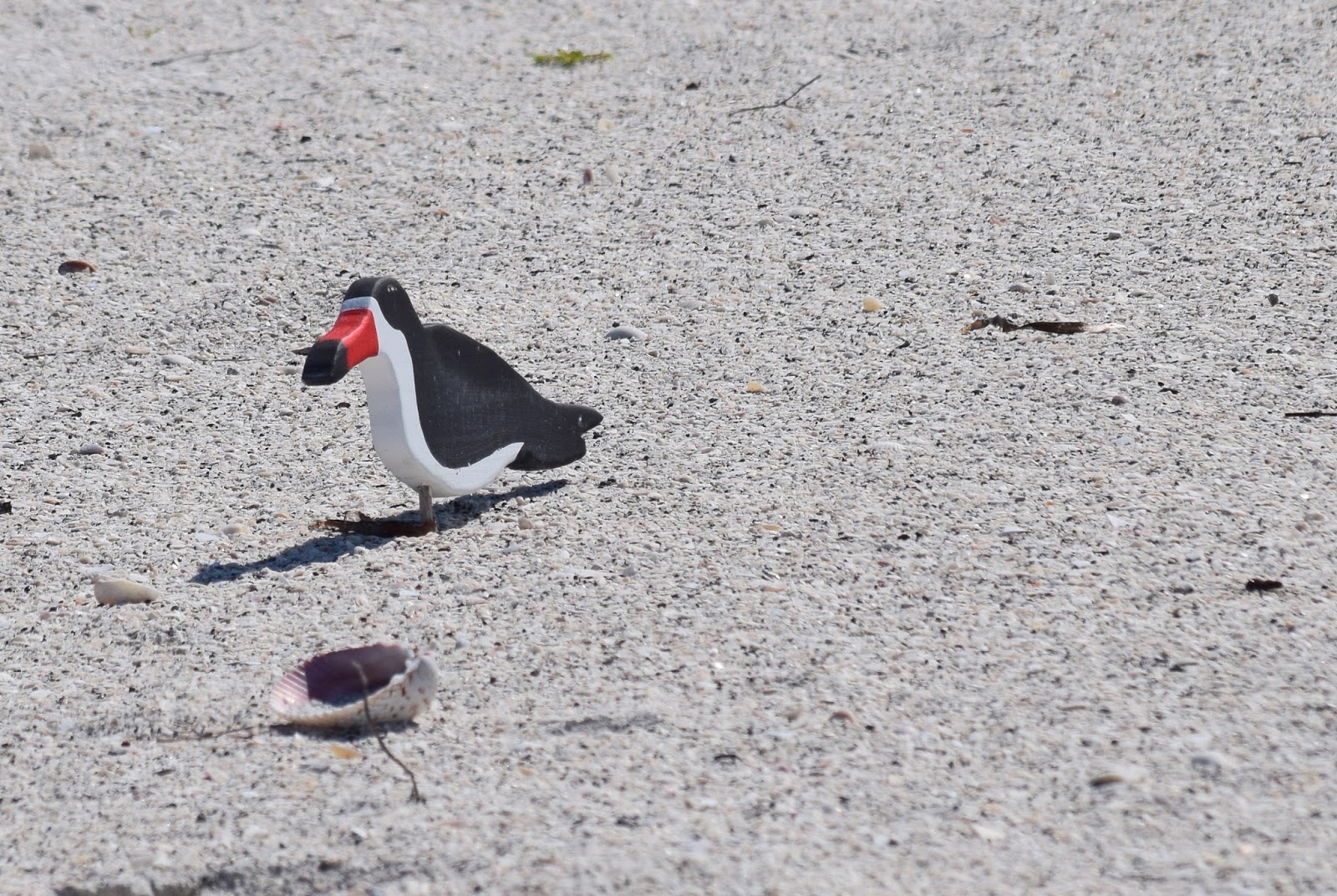 Field Notes and Photos: Boca Birding